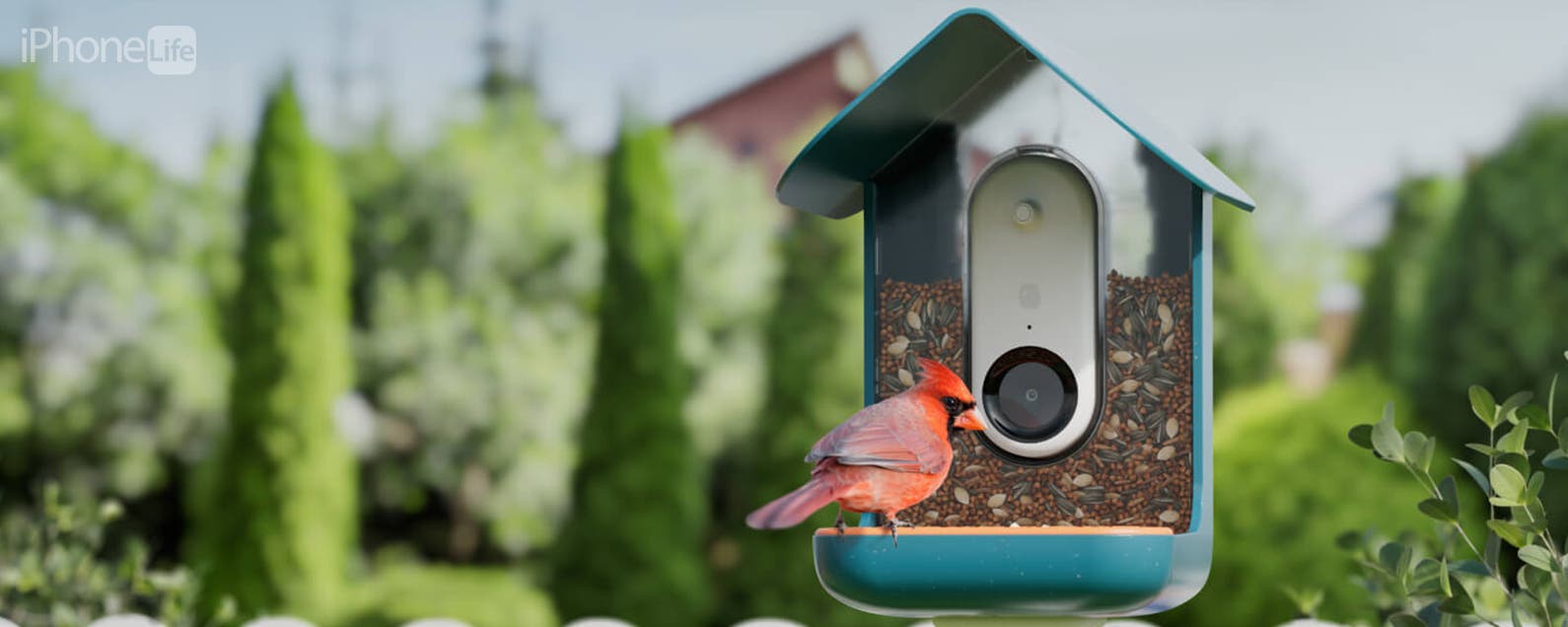 Smart Bird Feeder Tracks Feathery Visitors
