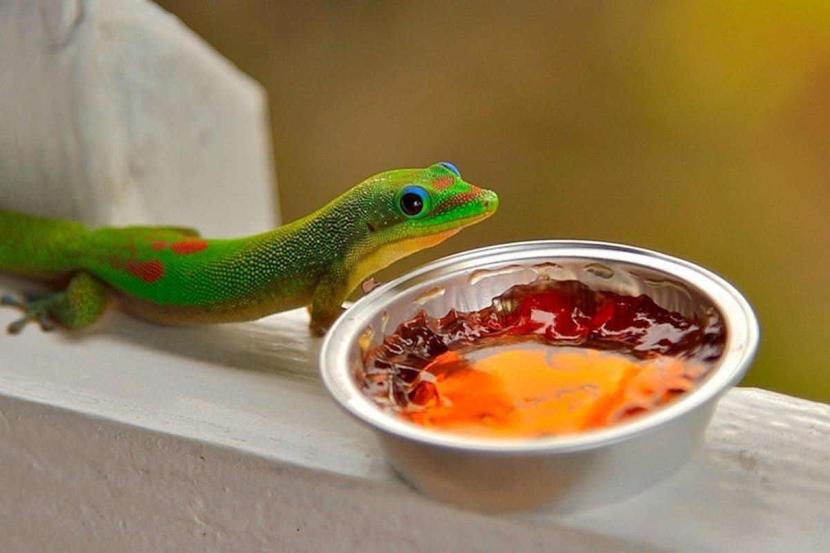 Unleash Your Inner App Developer Part 2: Your First Taste of Xcode