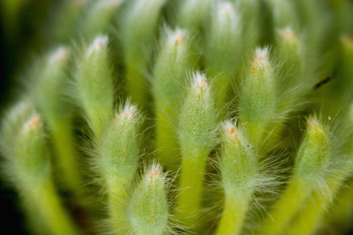 Swift Programming 101: Advanced Collections