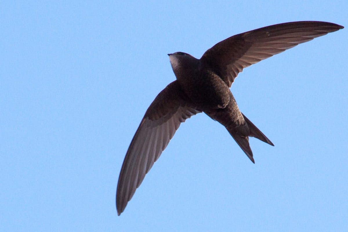 8 Reasons Swift is Easier to Learn & Use than Objective-C