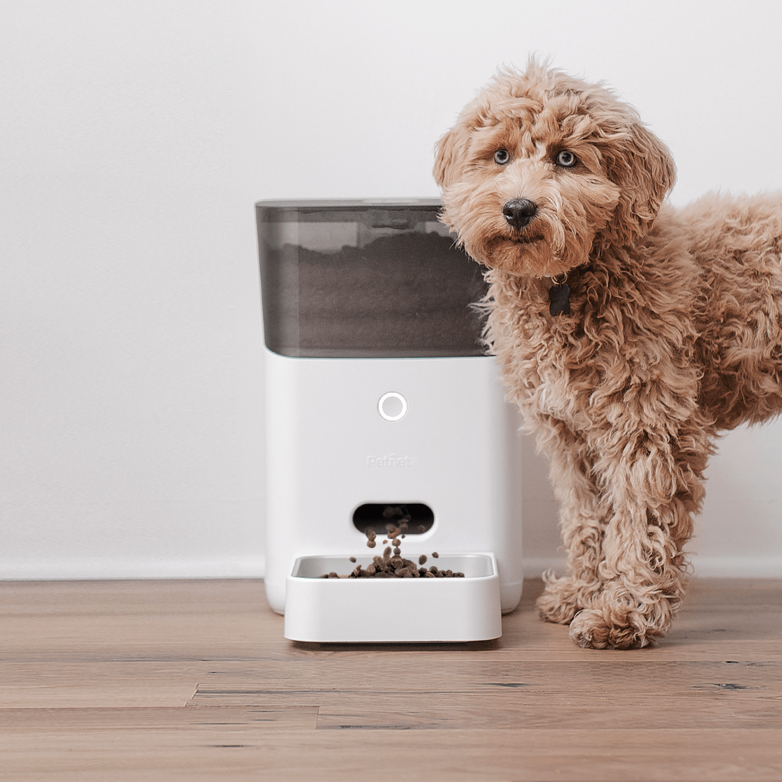 Smart Pet Tech: Take Care of Your Furry Friends with These Great Finds