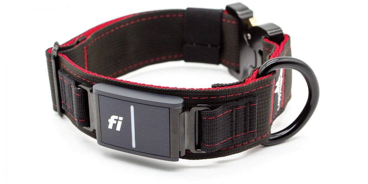 Buyer's Guide 2024: Pet Gear