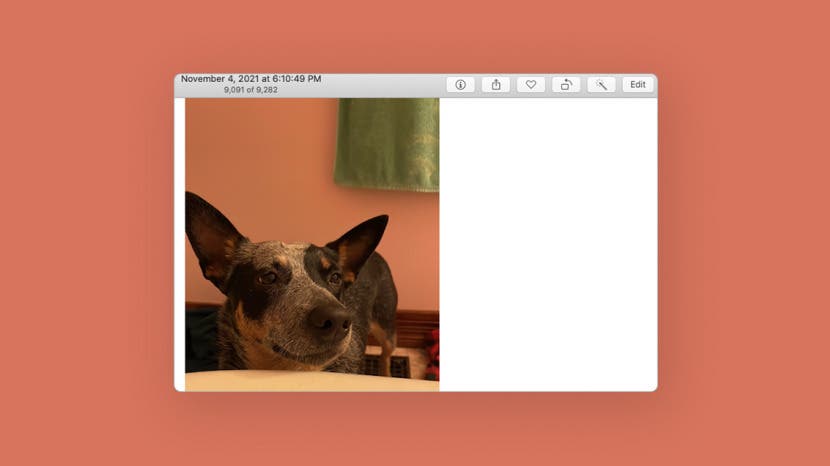 How to Put a Filter on a Photo or Video on Mac