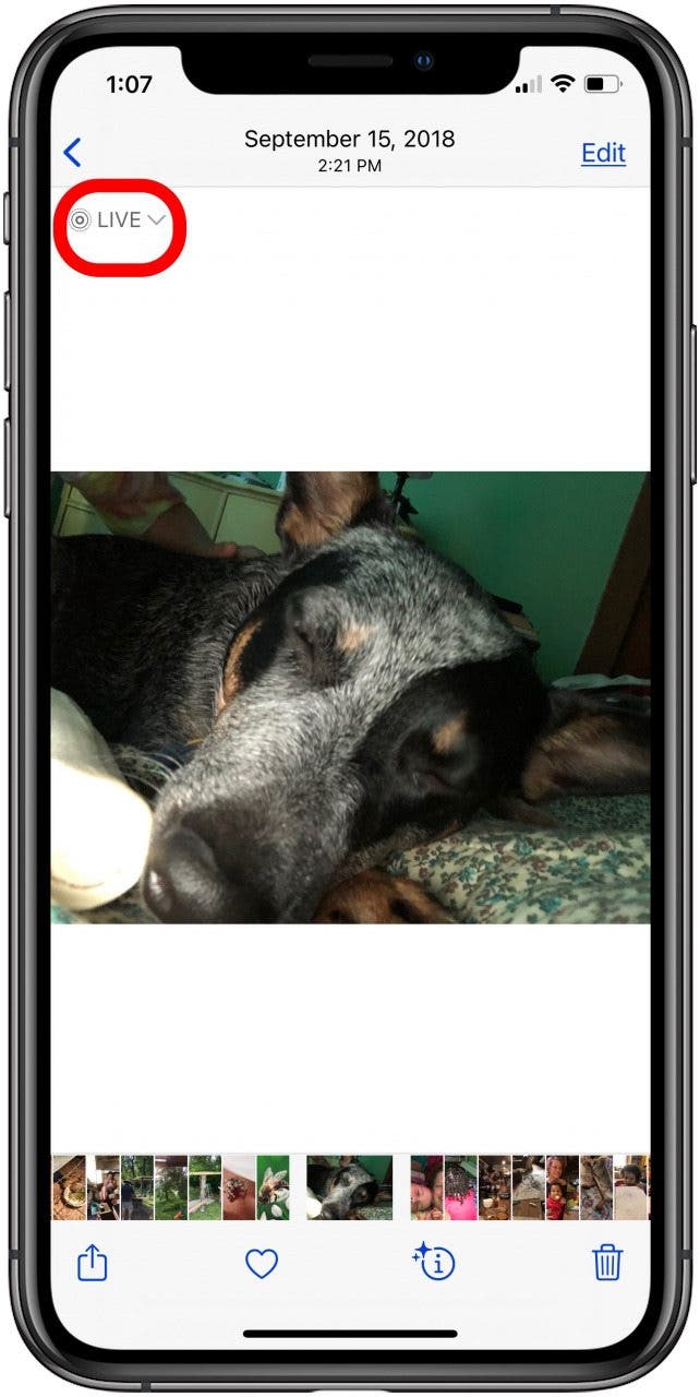 How to Make a GIF or Video from a Live Photo on iPhone